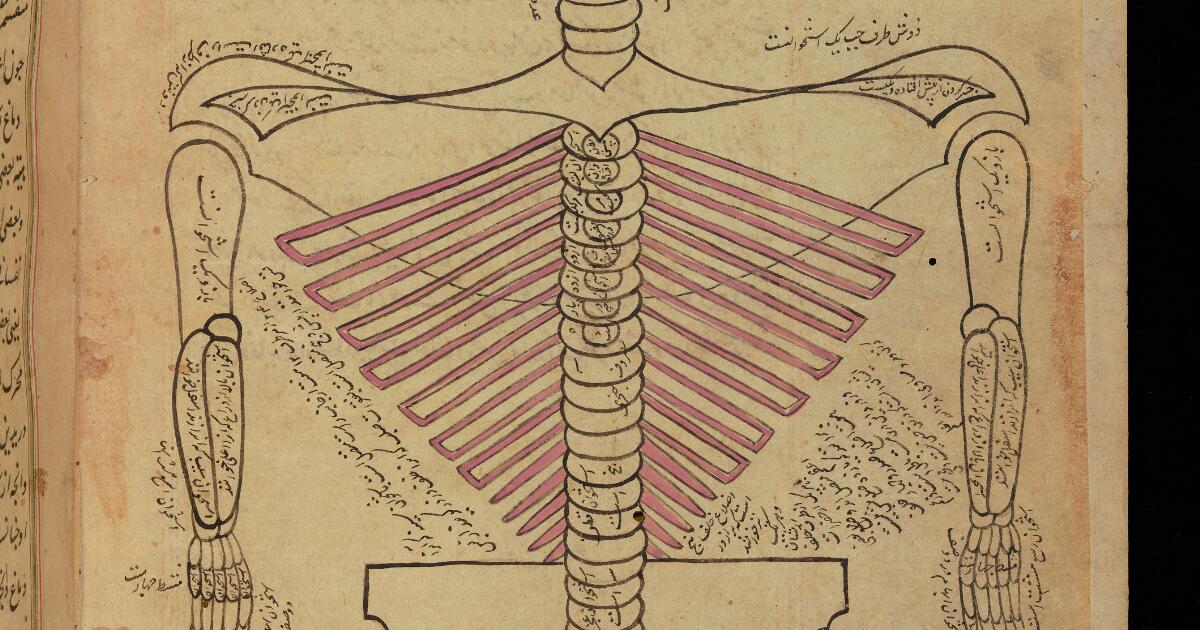 Islamic Manuscripts : Two works on the subjects of Medicine and Anatomy