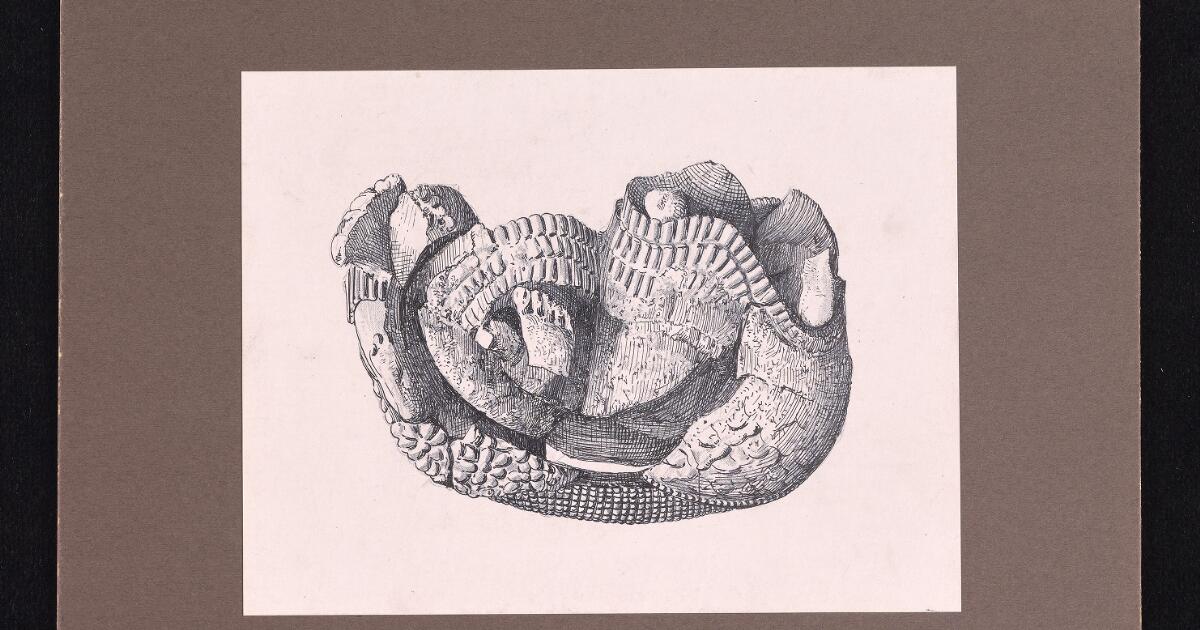 Drawings : Drawings of Ivory Objects