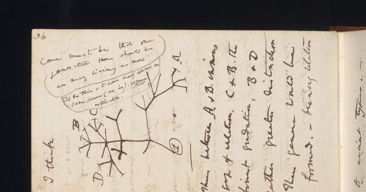 Darwin Manuscripts : Notebook B