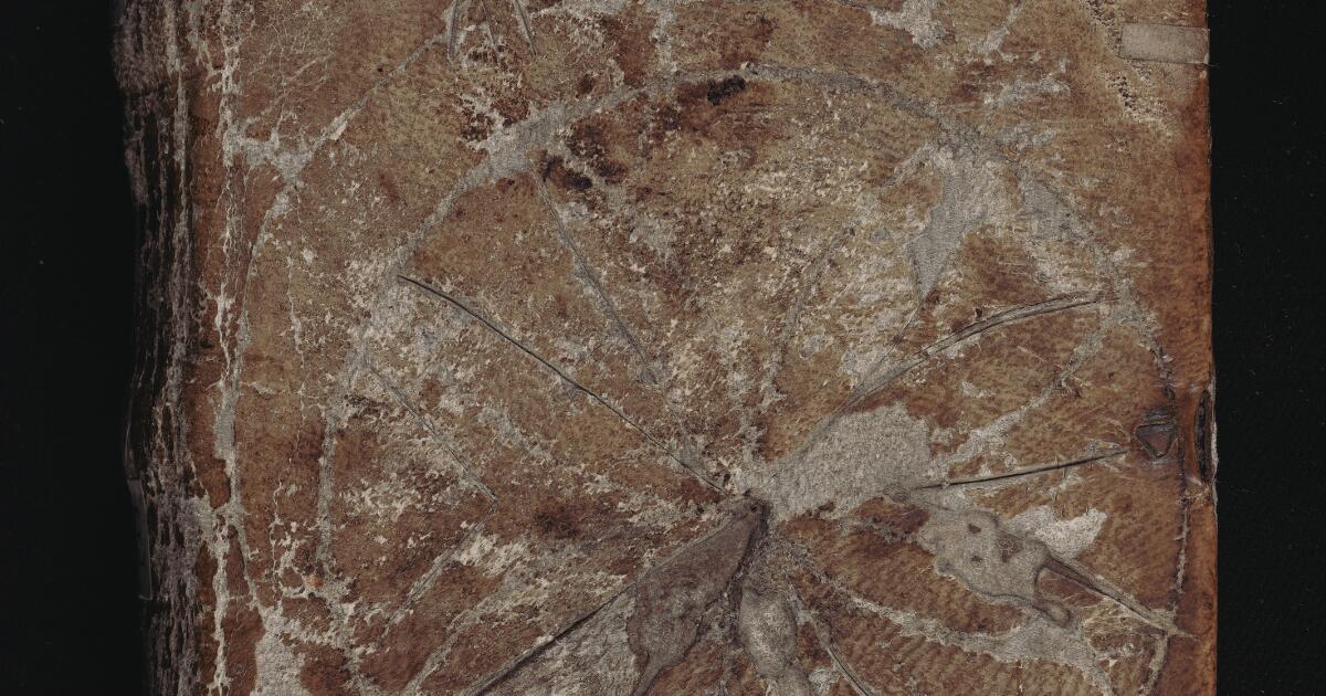 St John's College : Thomas Betson's Notebook