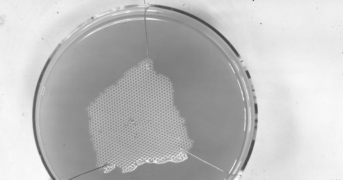 Cavendish Laboratory : Lawrence Bragg's bubble raft